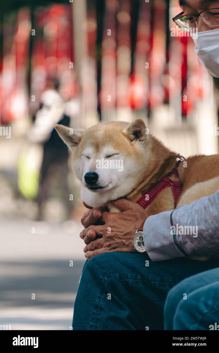 A Shiba Inu pet owner at the park Stock Photo - Alamy