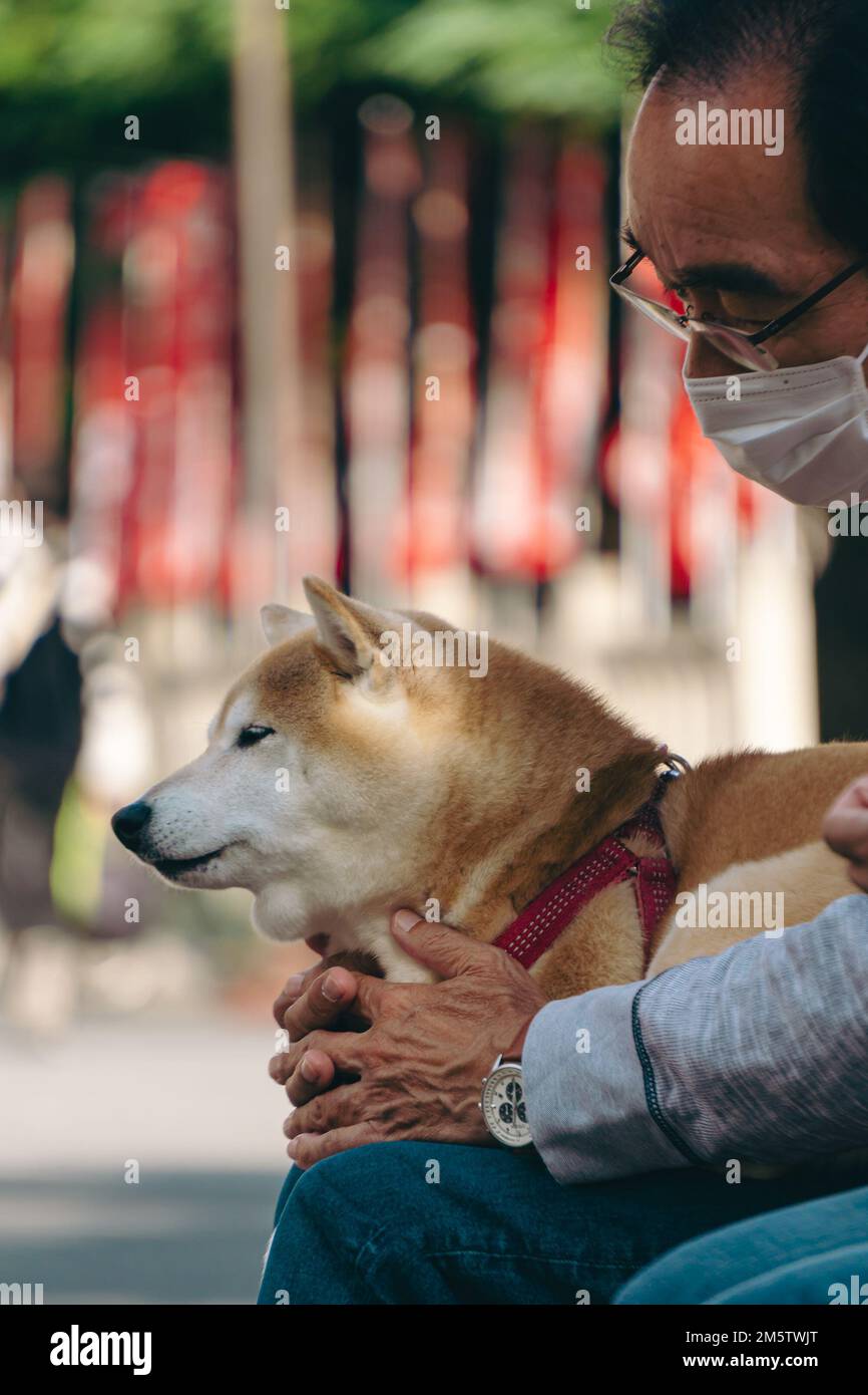 A Shiba Inu pet owner at the park Stock Photo - Alamy