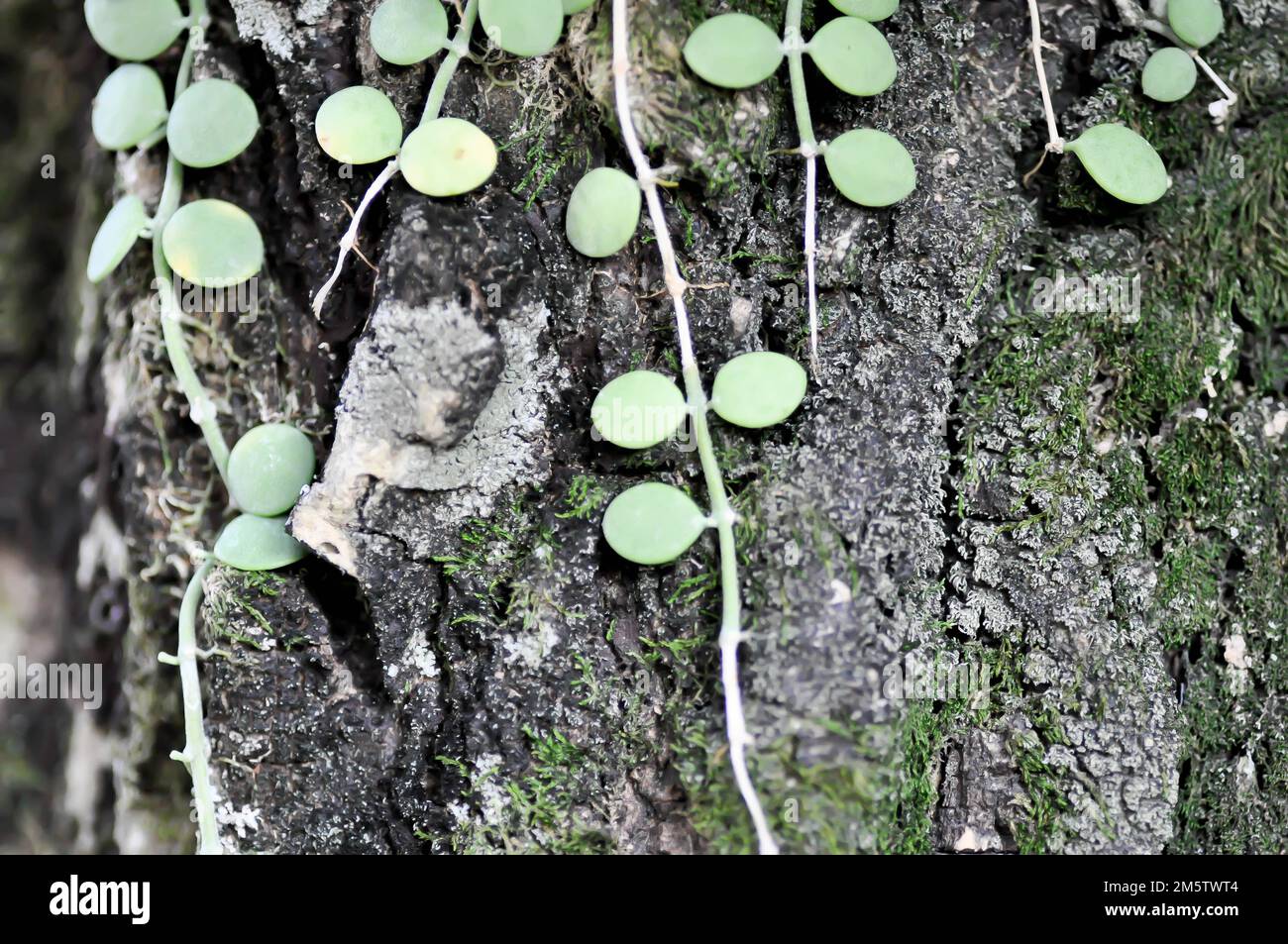 Dischidia nummularia Variegata, Dischidia nummularia Variegatege plant ...