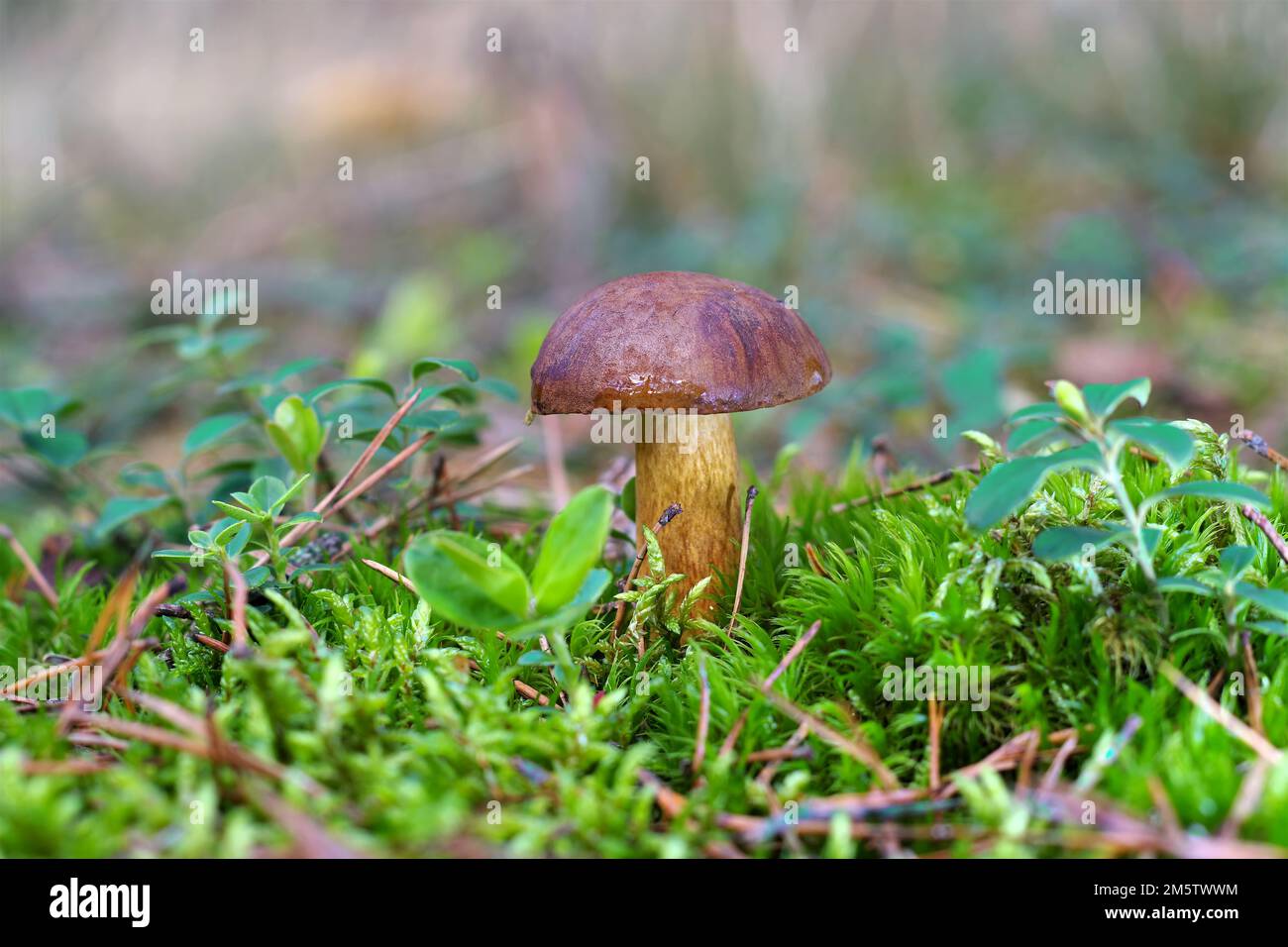 Bay Bolete mushroom in autumn forest Stock Photo - Alamy