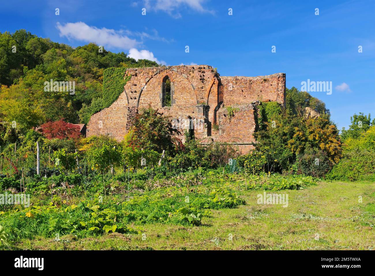 Meissen Monastery ruin Heilig Kreuz and orchard with apple trees Stock ...