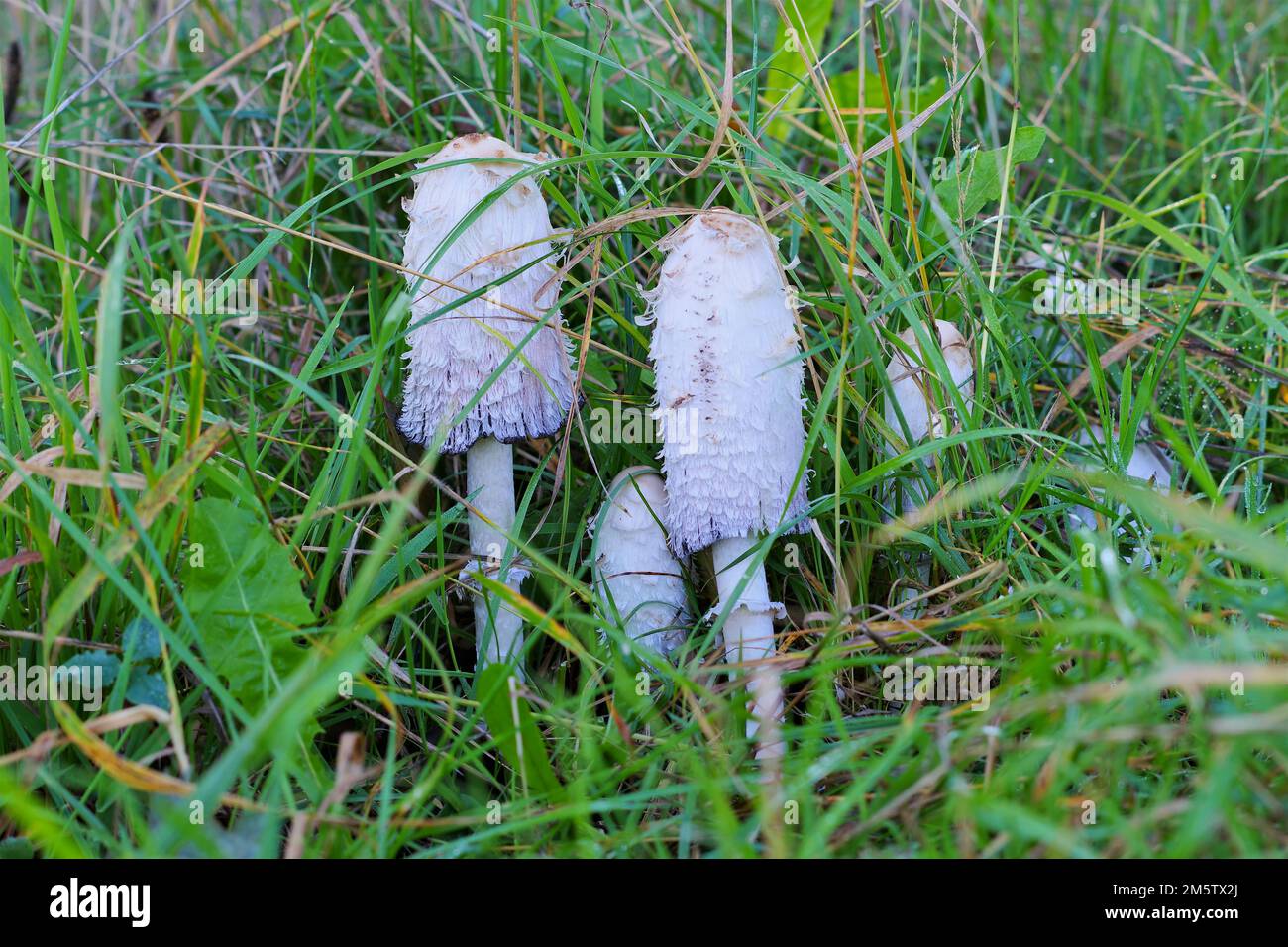 shaggy ink cap or Coprinus comatus in autumn forest Stock Photo - Alamy