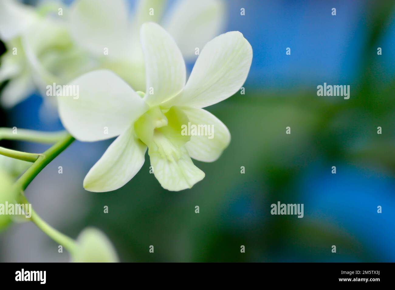 Dischidia nummularia Variegata, Dischidia nummularia Variegatege plant ...