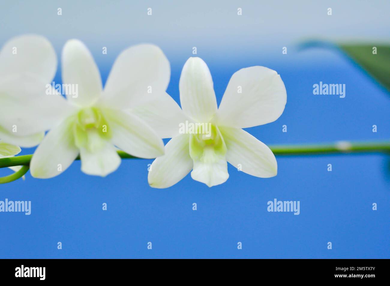Dischidia nummularia Variegata, Dischidia nummularia Variegatege plant ...
