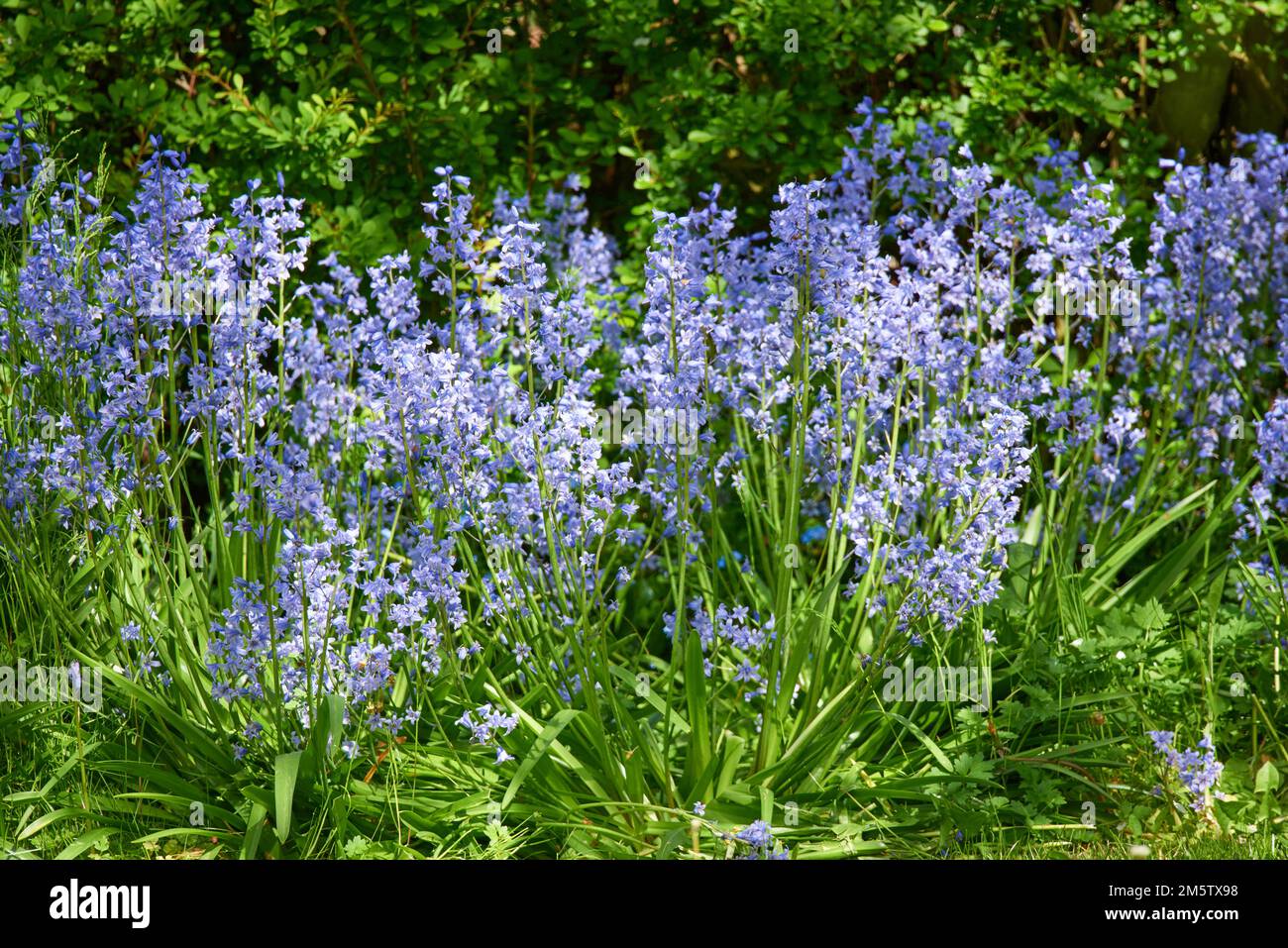 Real life flowers hi-res stock photography and images - Alamy