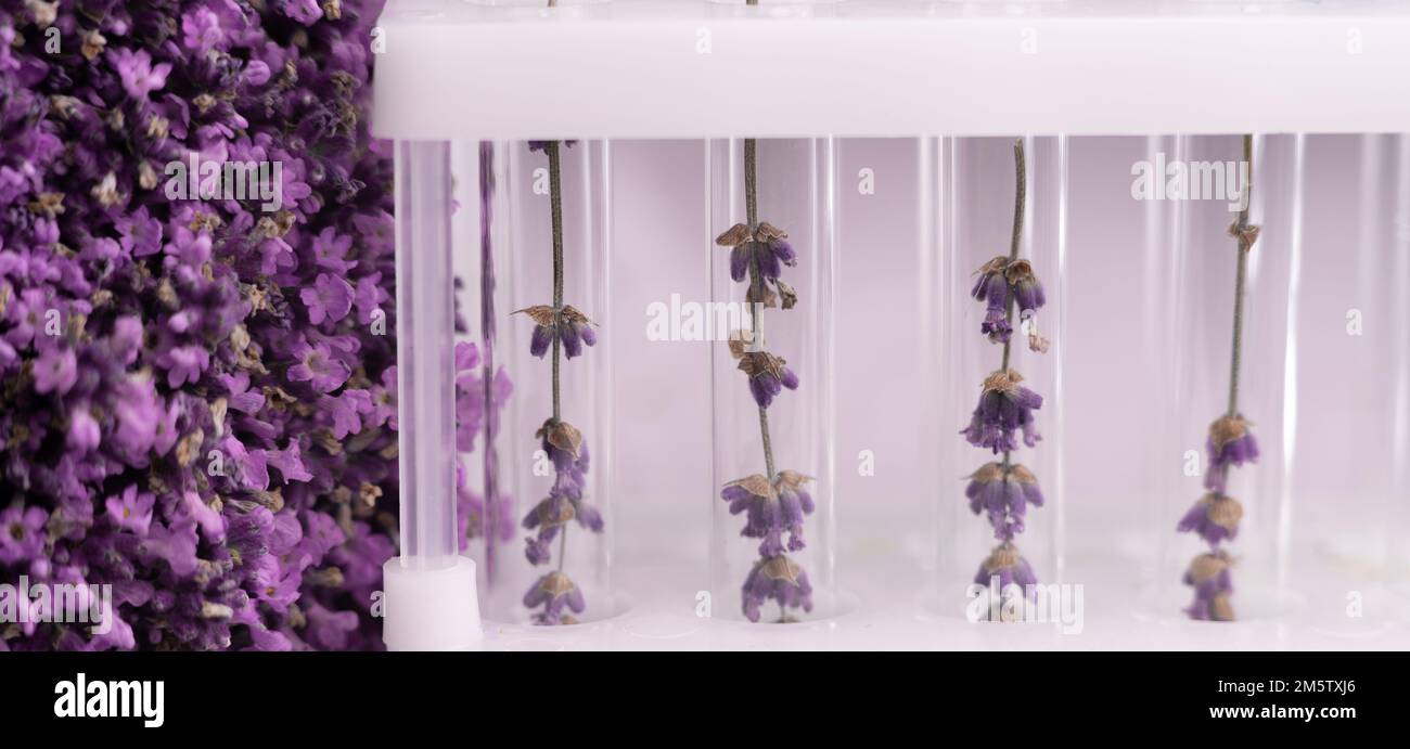 Lavender flower in glass test tube in science cosmetic biology ...