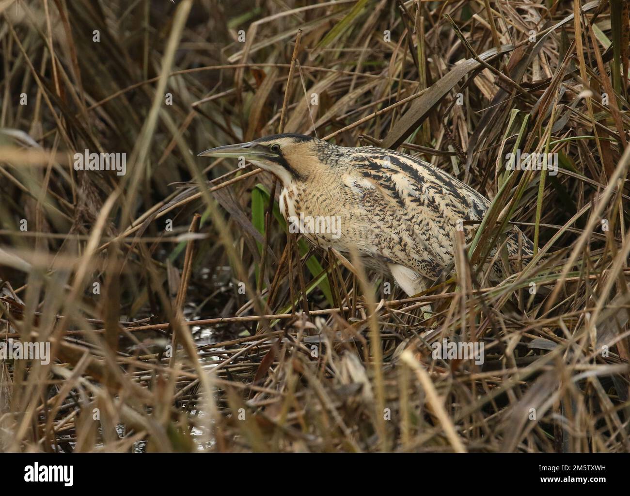 A rare hunting Bittern, Botaurus stellaris, searching for food in a ...