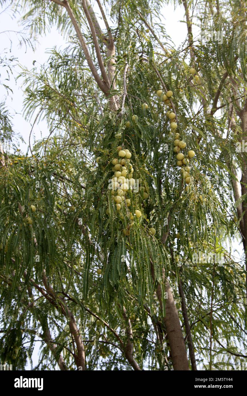 Indian gooseberry (Phyllanthus emblica) fruits on a tree : (pix Sanjiv ...