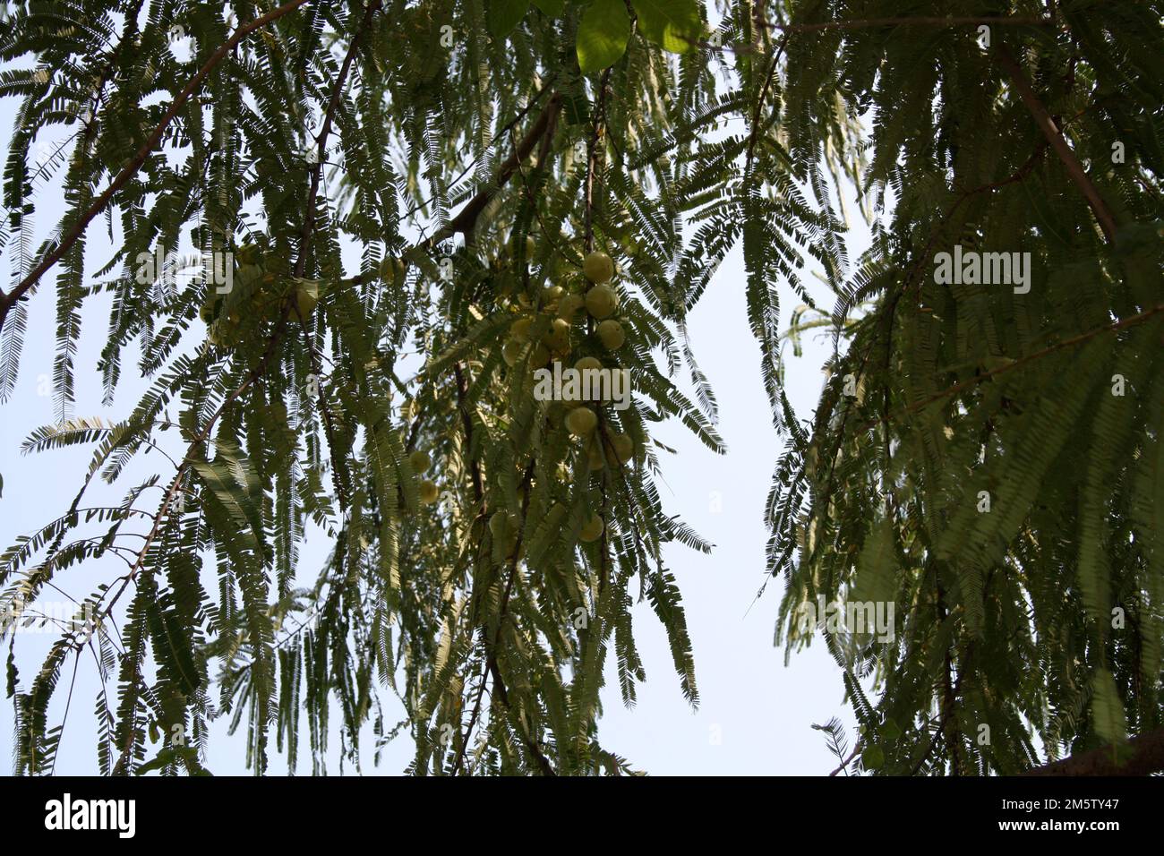Indian gooseberry (Phyllanthus emblica) fruits on a tree : (pix Sanjiv ...