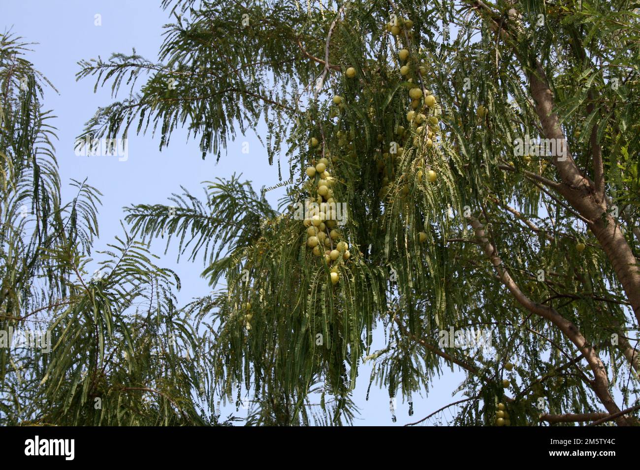 Indian gooseberry (Phyllanthus emblica) fruits on a tree : (pix Sanjiv ...