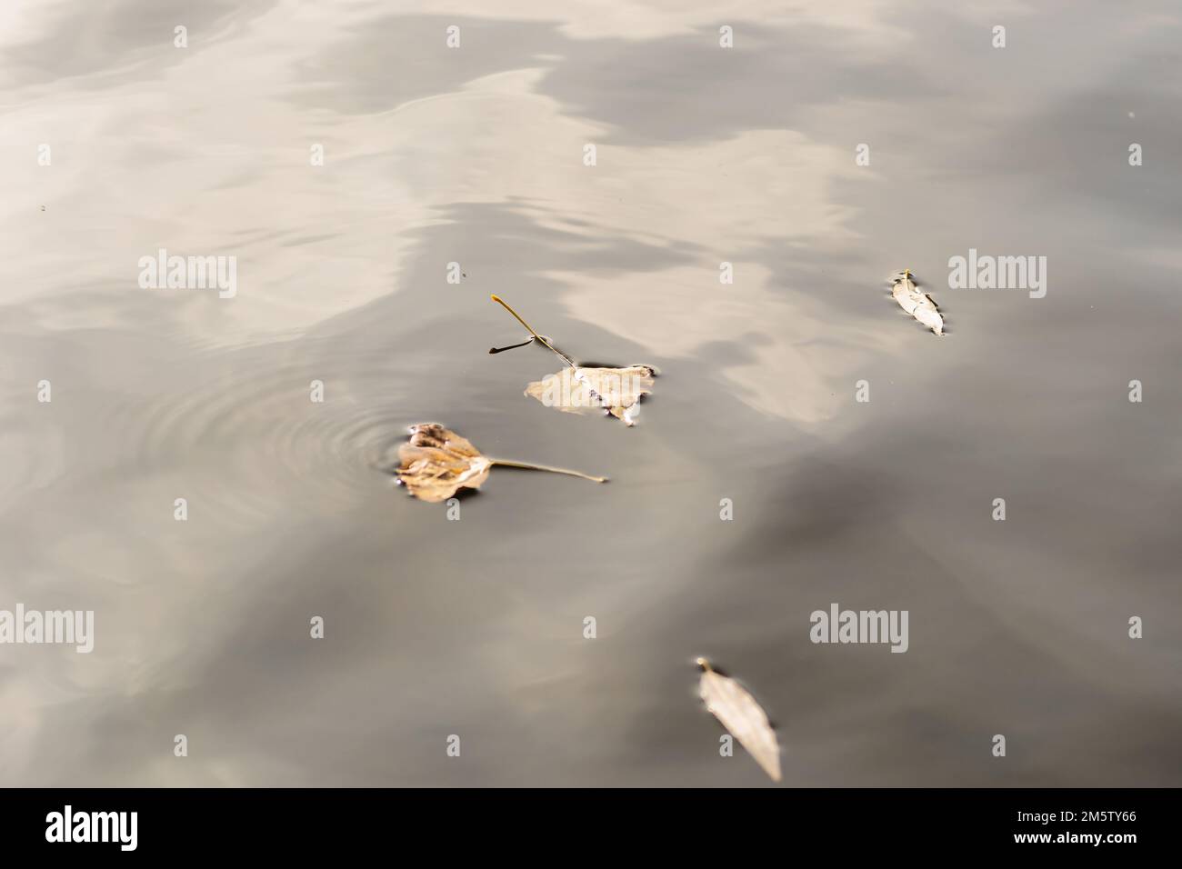 An autumn yellow poplar leaf floats on the surface of the lake water ...