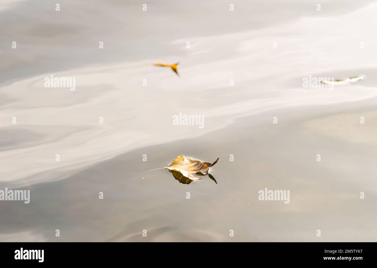 Poplar leaf floats on river hi-res stock photography and images - Alamy