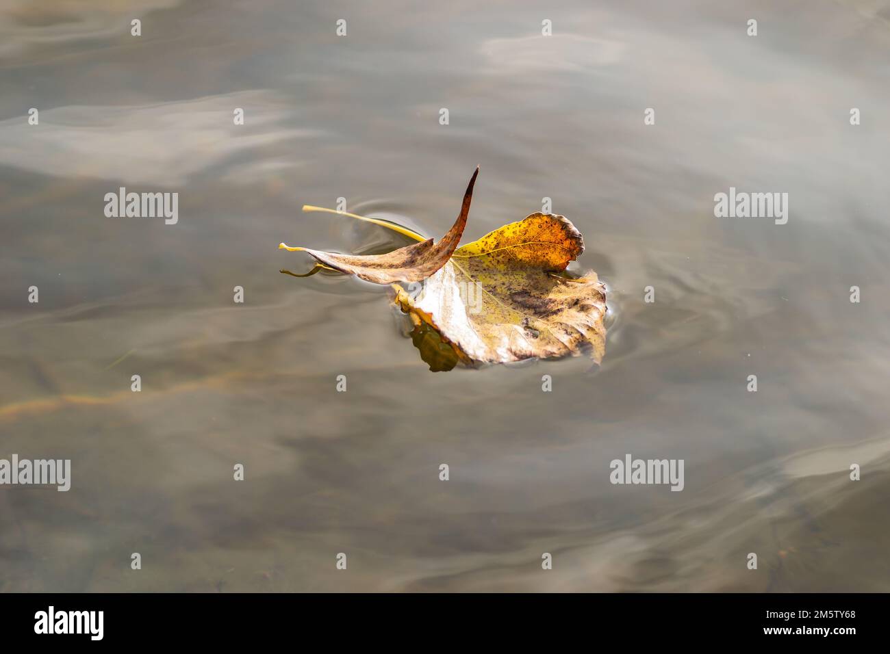An autumn yellow poplar leaf floats on the surface of the lake water ...