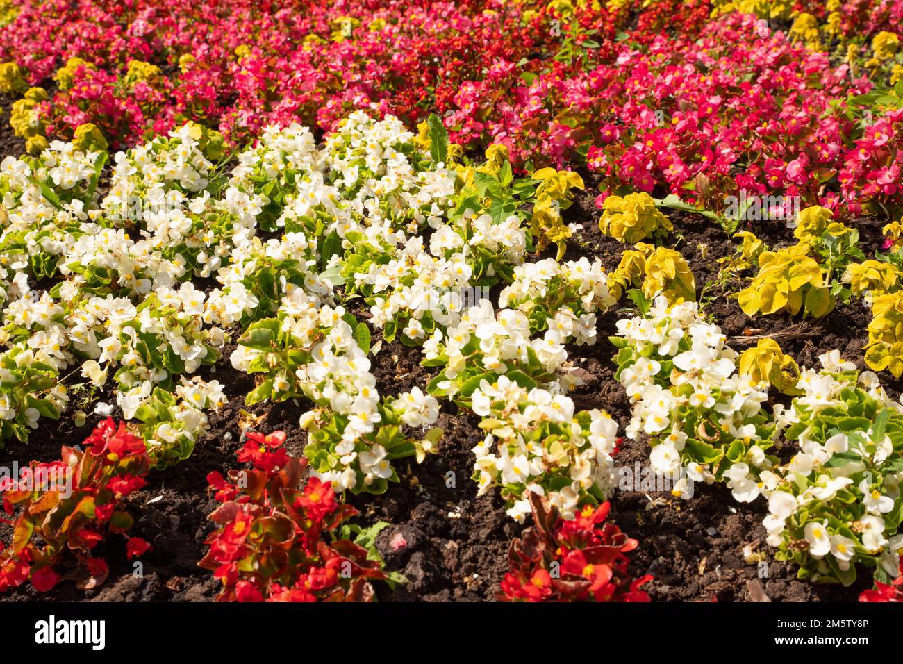 Begonia semperflorens flowers. White, pink and red Begonia in a round ...