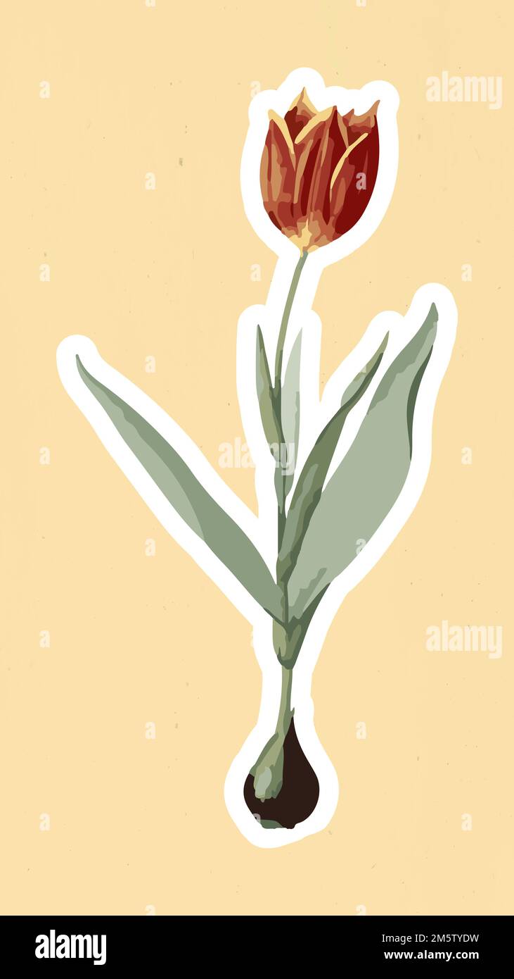 Vectorized tulip flower sticker overlay with a white border design ...