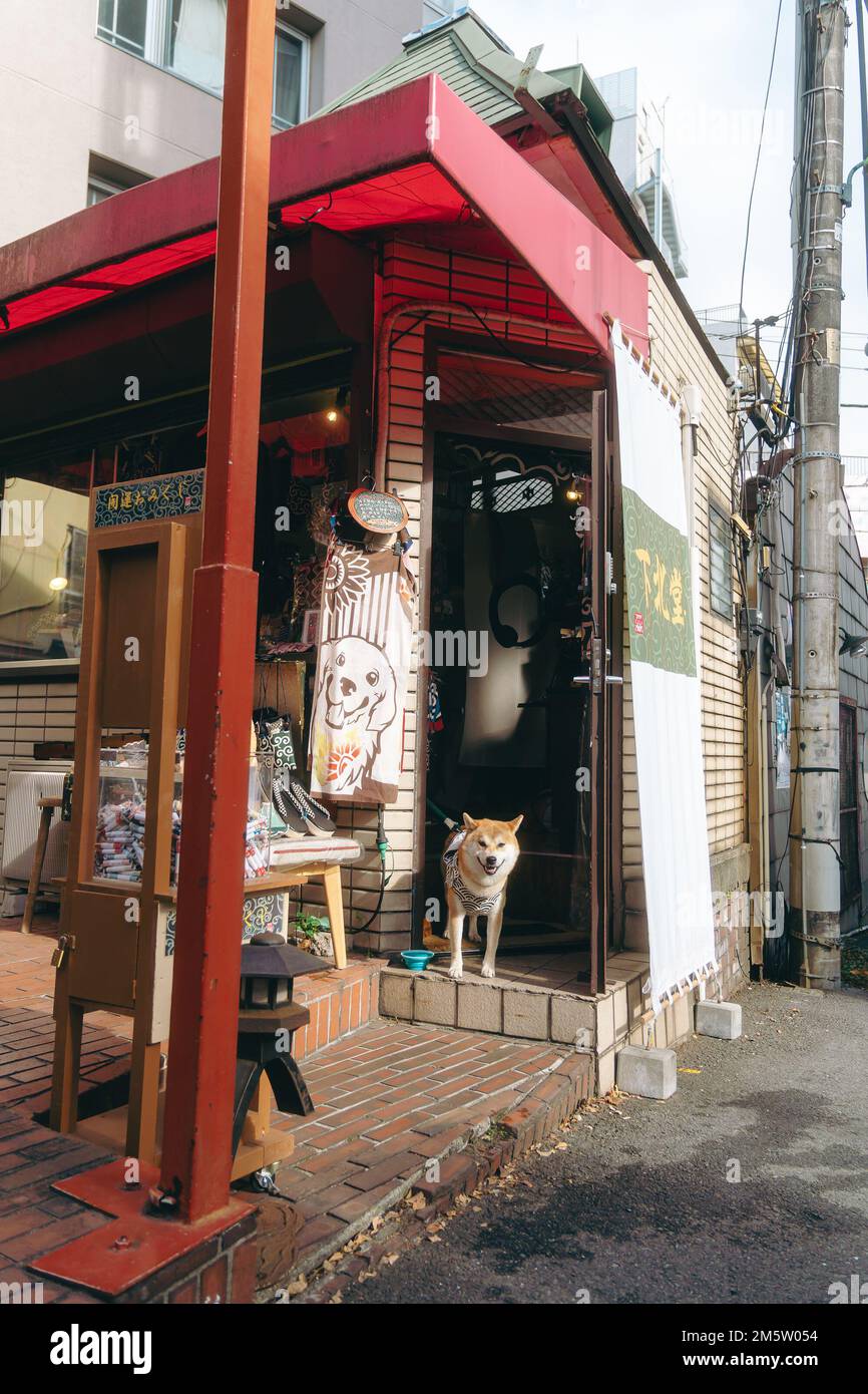 A Shiba Inu "store manager" greeting customers at the entrance Stock ...