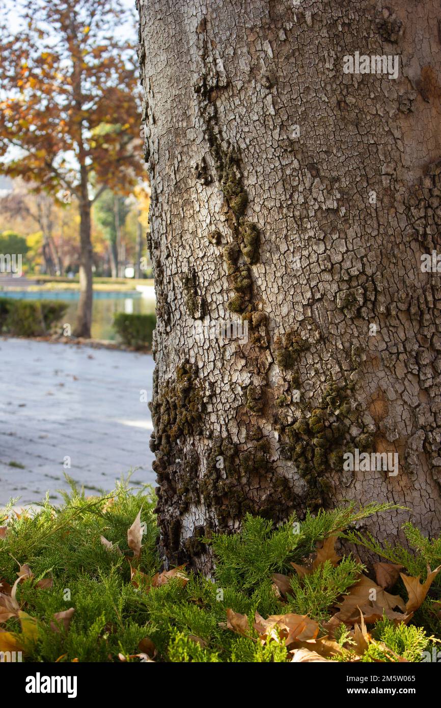 Rough textured trunk hi-res stock photography and images - Alamy