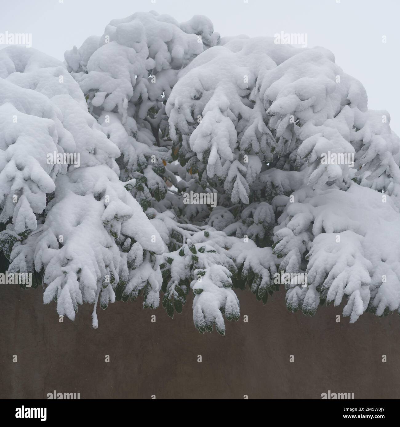 Tree with lush crown and green leaves bent under load of snow over ...
