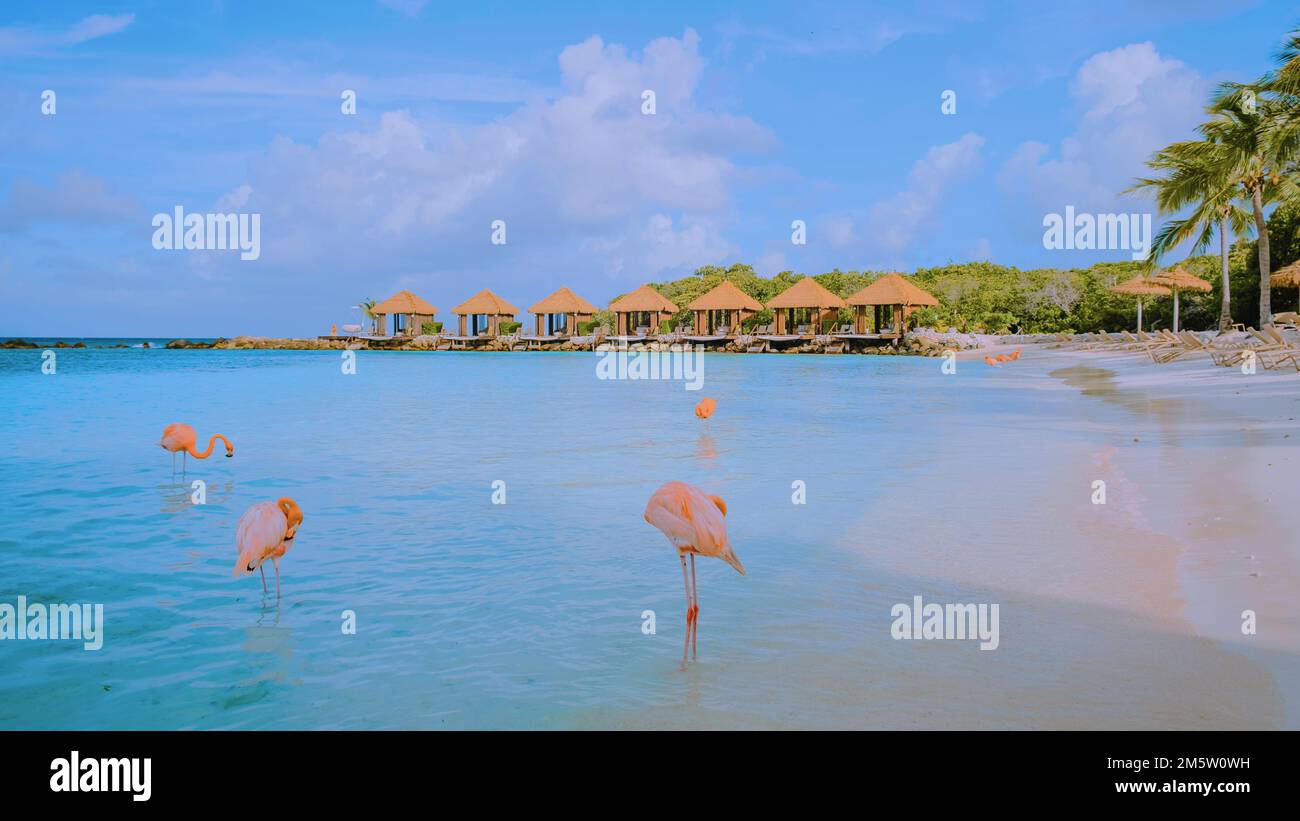 Aruba beach with pink flamingos at the beach, flamingo at the beach in ...