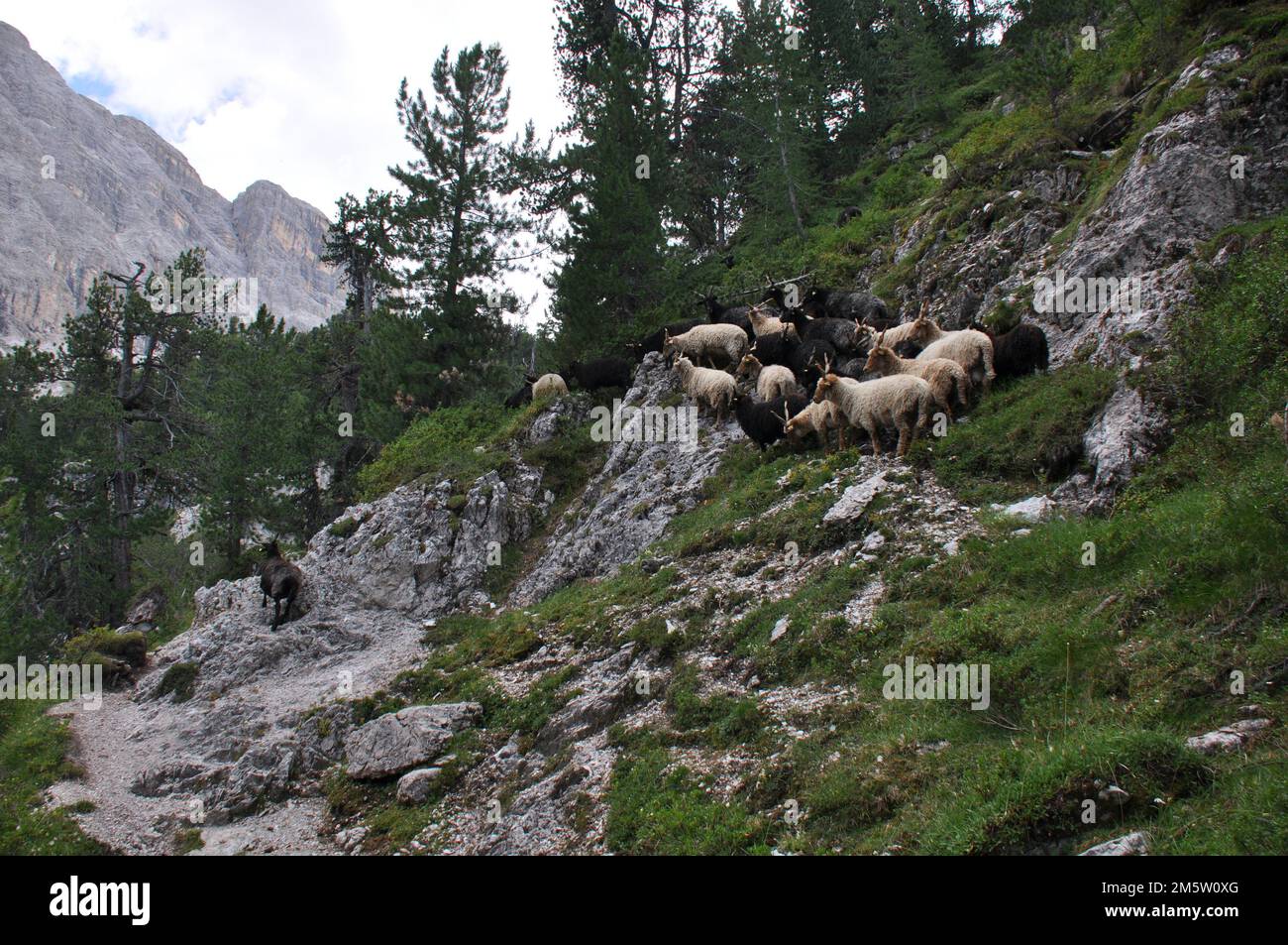 Sheep shaped rocks hi-res stock photography and images - Alamy