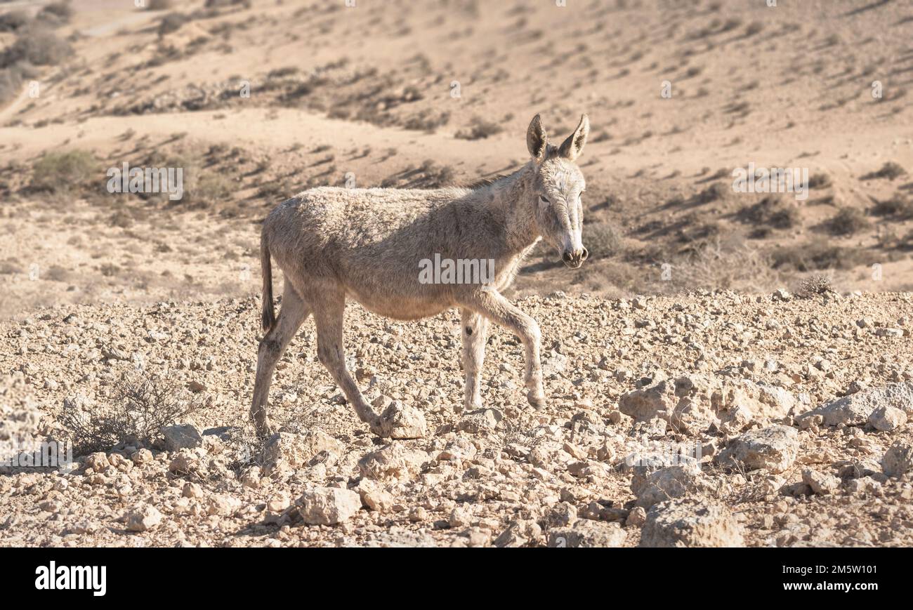 small, perky, and pregnant donkey wandering loose in the Negev Desert near Sde Boker in Israel ...