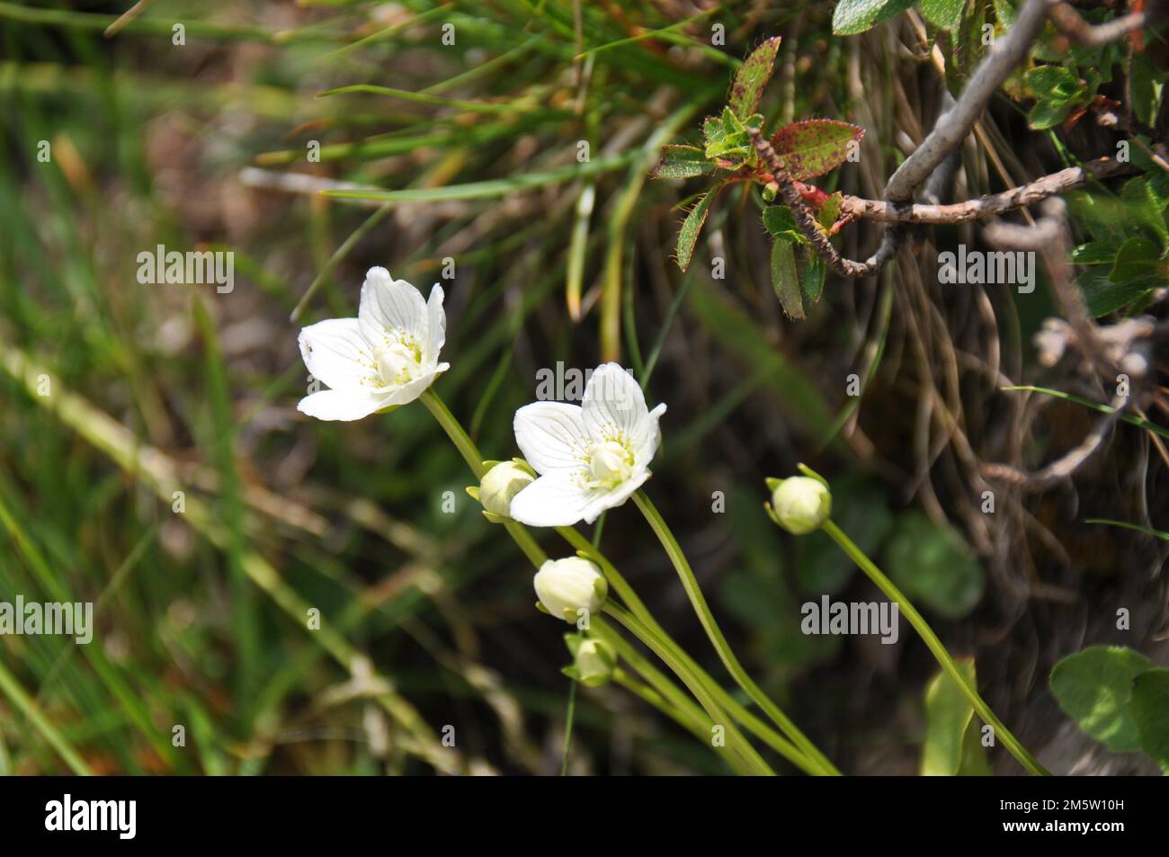 A shallow focus shot of marsh grass of Parnassus flowers blooming in ...