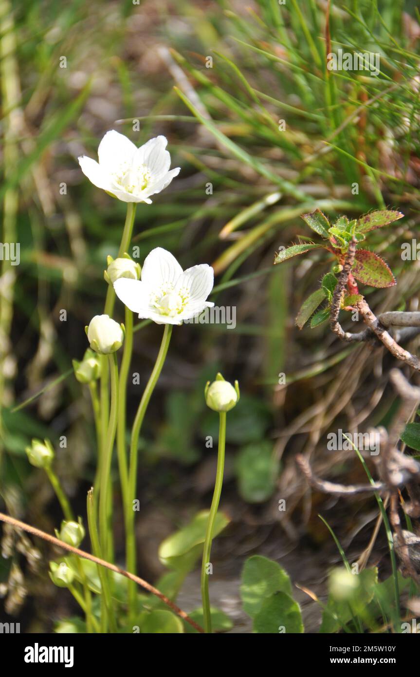 A shallow focus shot of northern grass-of-Parnassus flowers blooming in ...