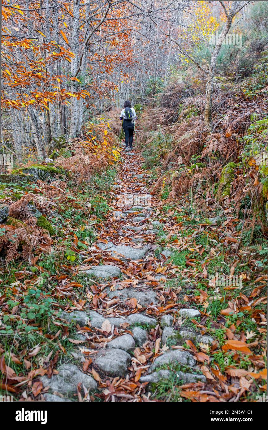 Trekker walking through chesnut forest. Magic Autumn at Ambroz Valley ...