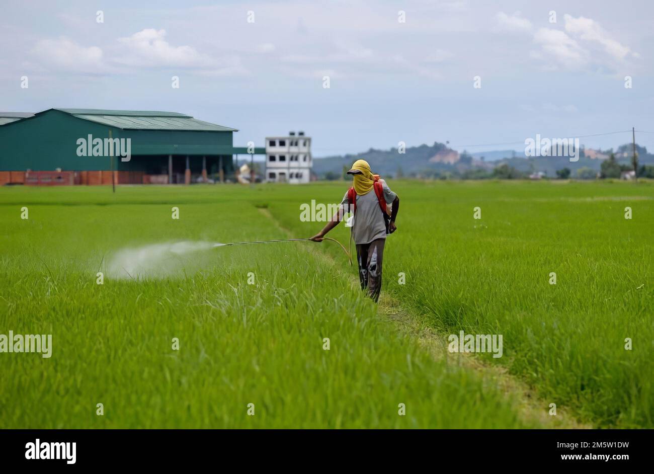 A farmer sprays the rice crop with pesticide in the paddy field Stock ...