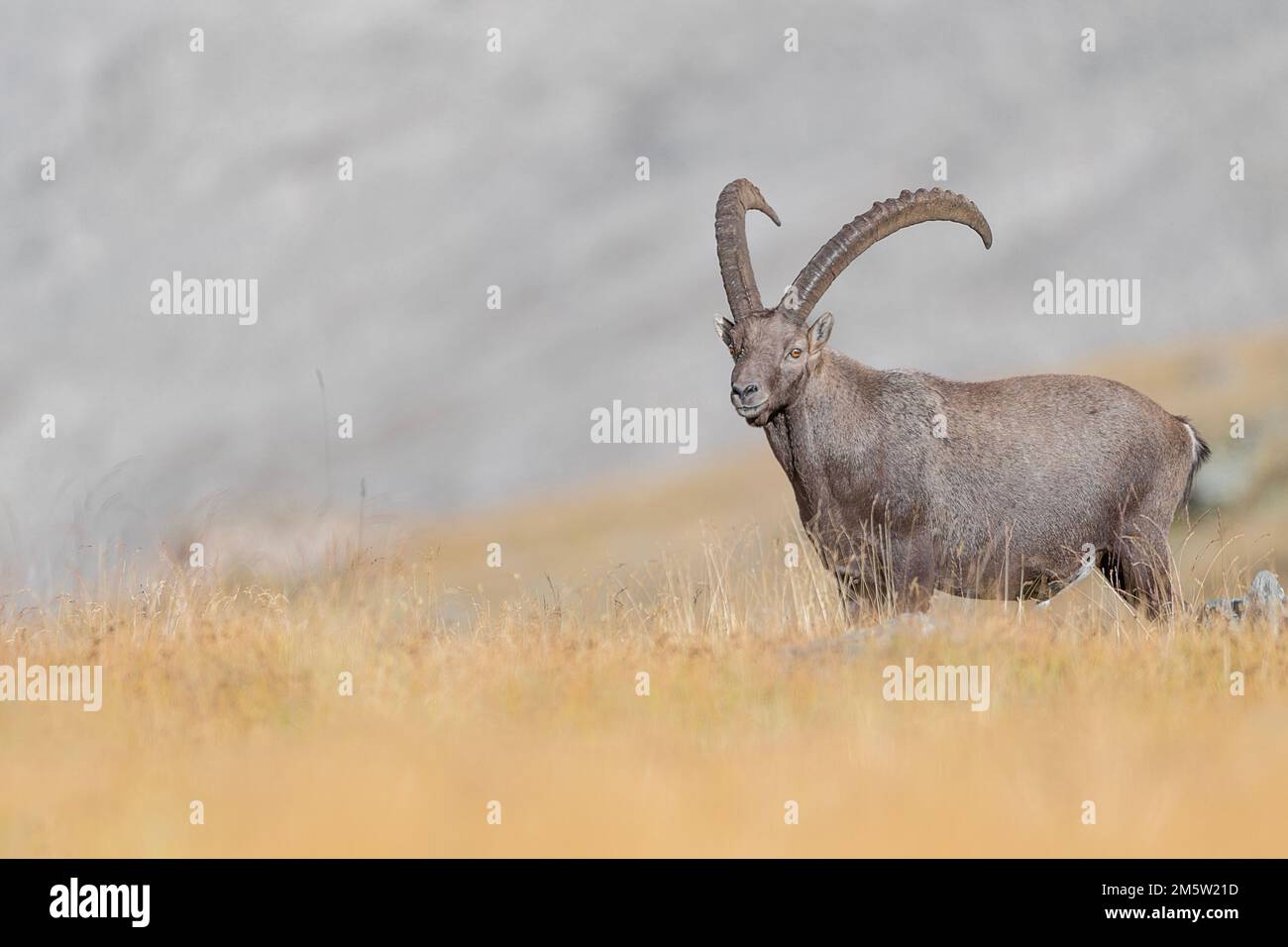 Mighty alpine ibex capra hi-res stock photography and images - Alamy