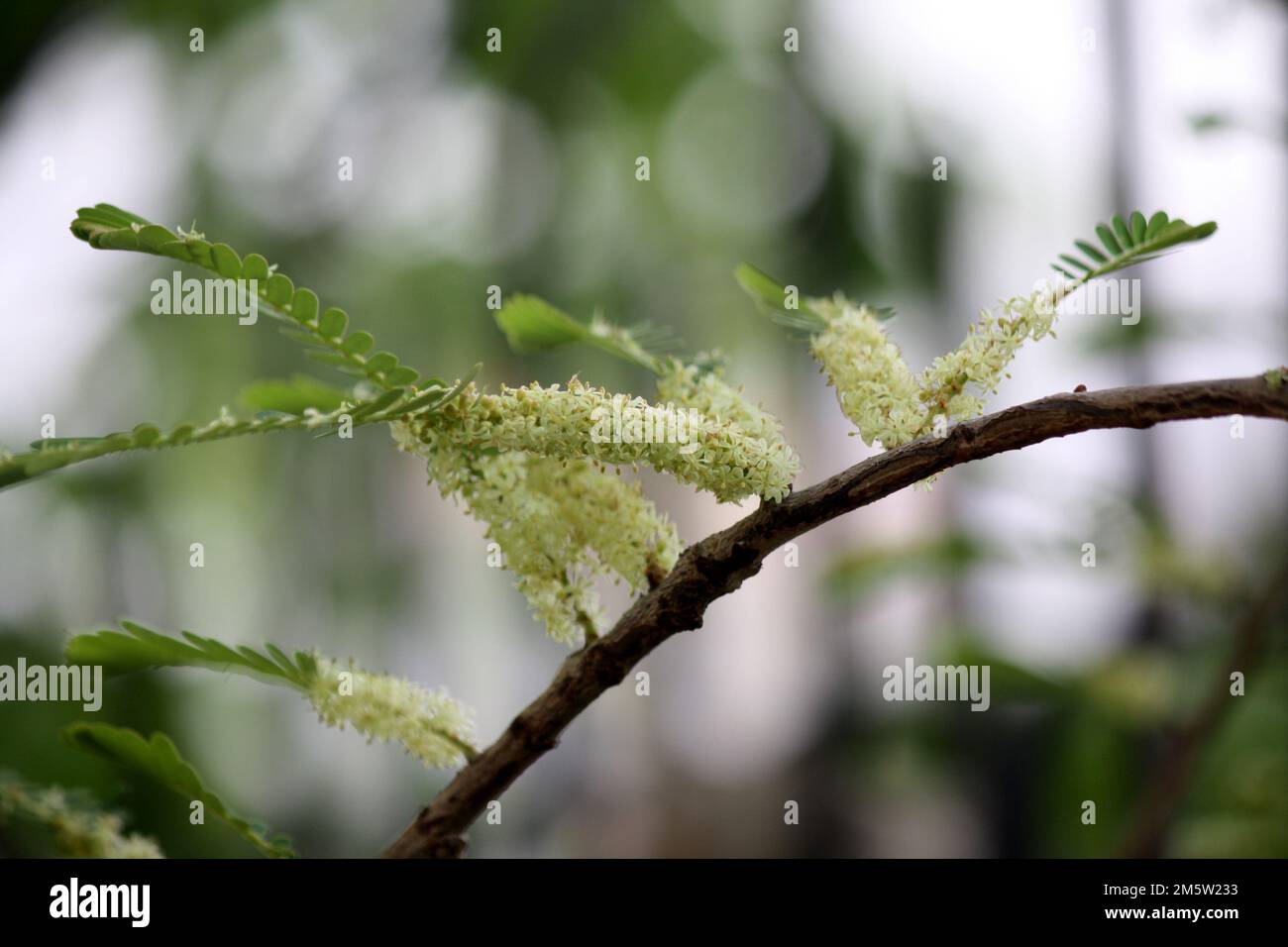 Indian gooseberry (Phyllanthus emblica) plant with inflorescence and ...