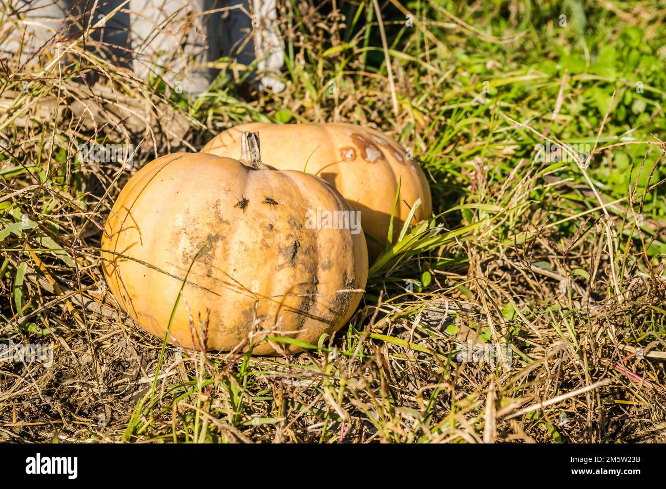 Two pumpkins drying under the sunlight for the fall festival Stock ...