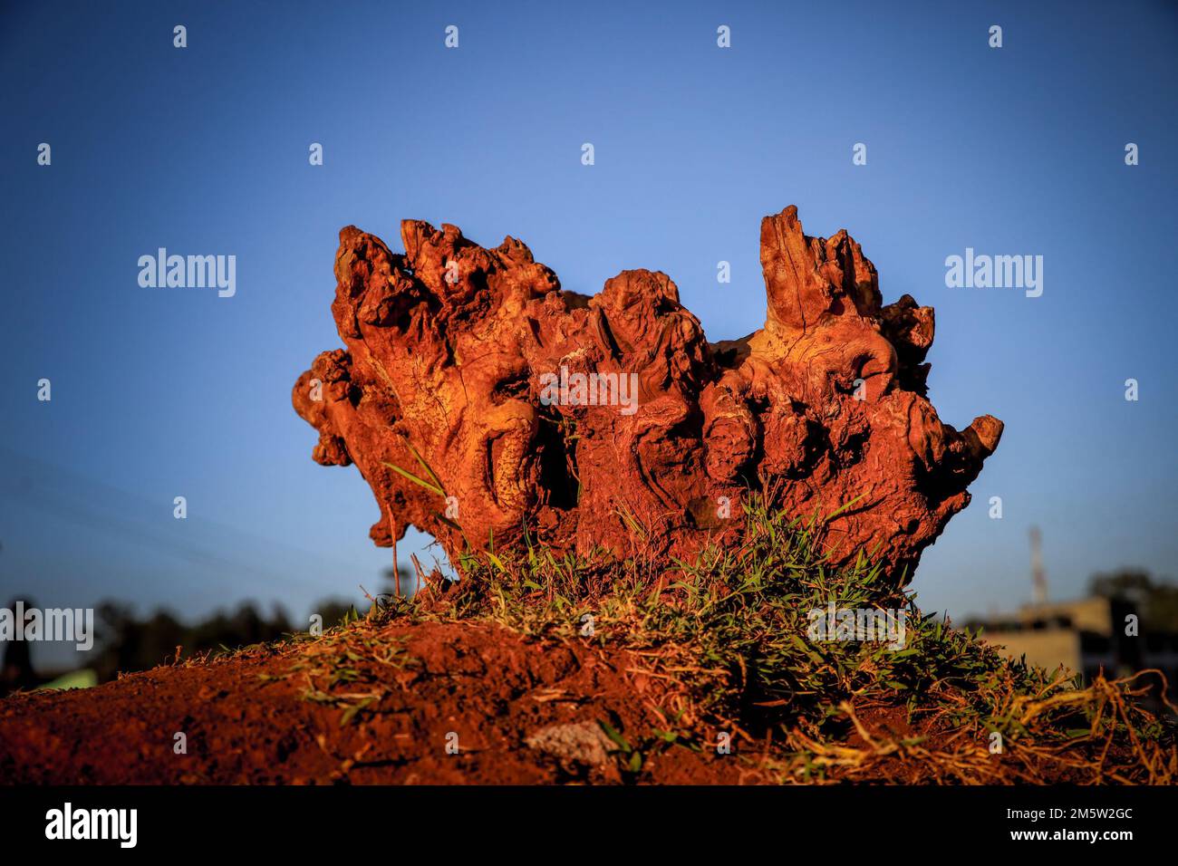 Nairobi, Kenya. 29th Dec, 2022. A dead tree stump in Kibera Slum of ...