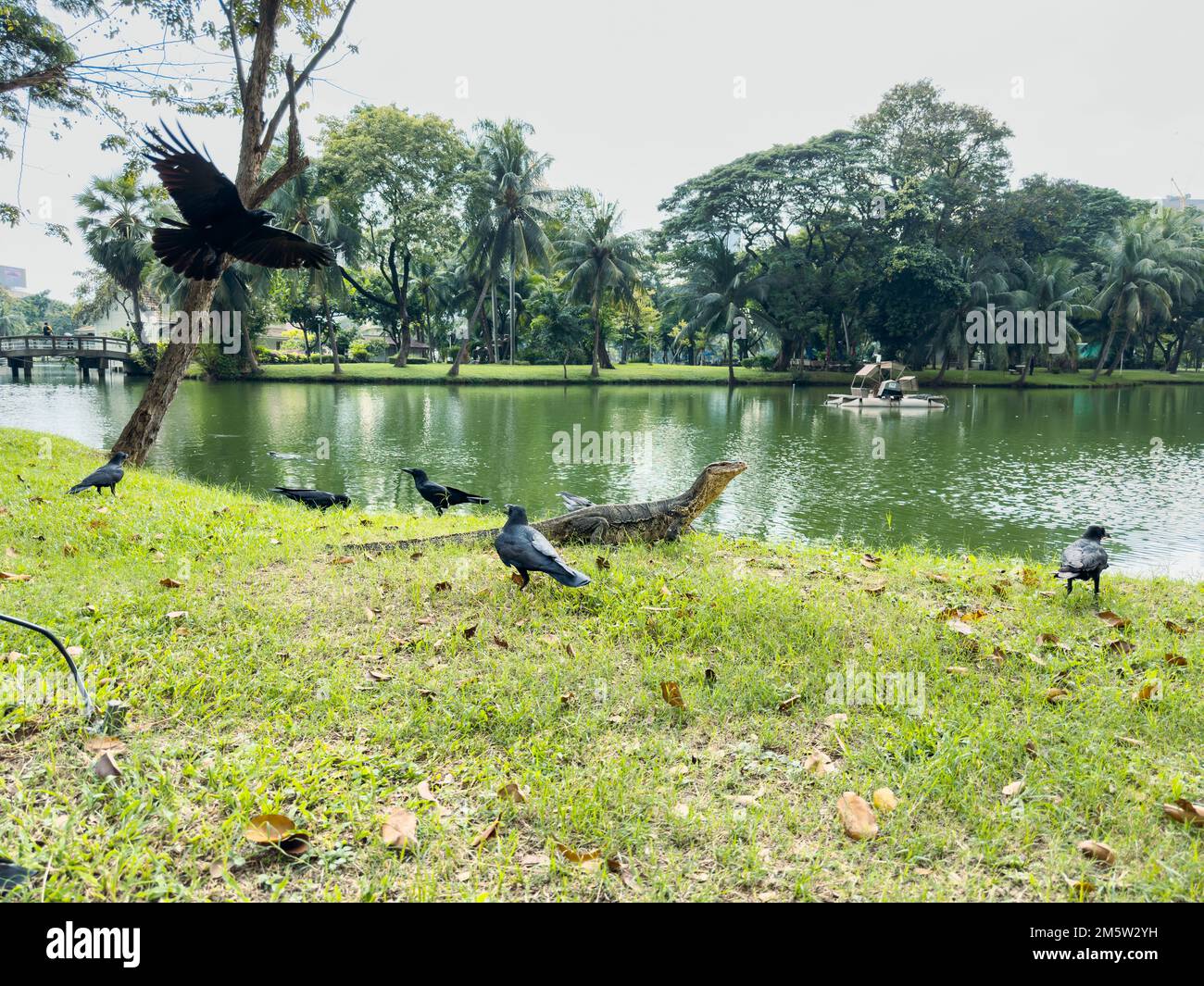 Water monitors inside living space park between business buildings in ...