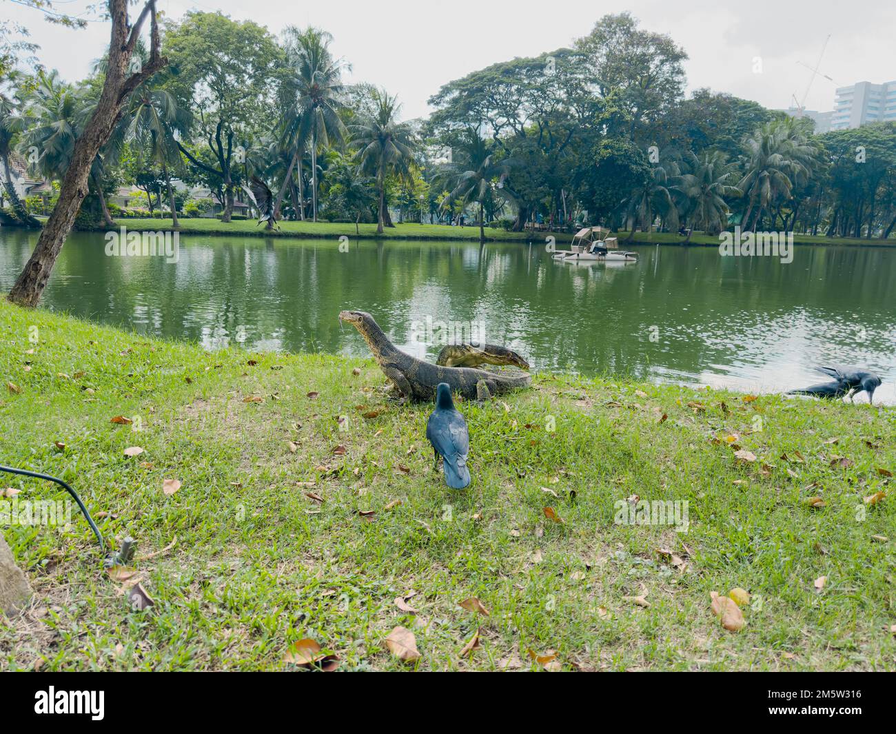 Water monitors inside living space park between business buildings in ...