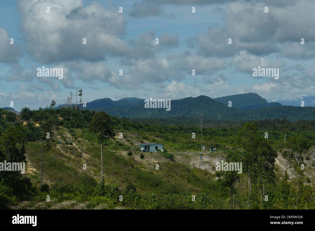 A integrated plantation field located just before Rambungan Ferry in ...
