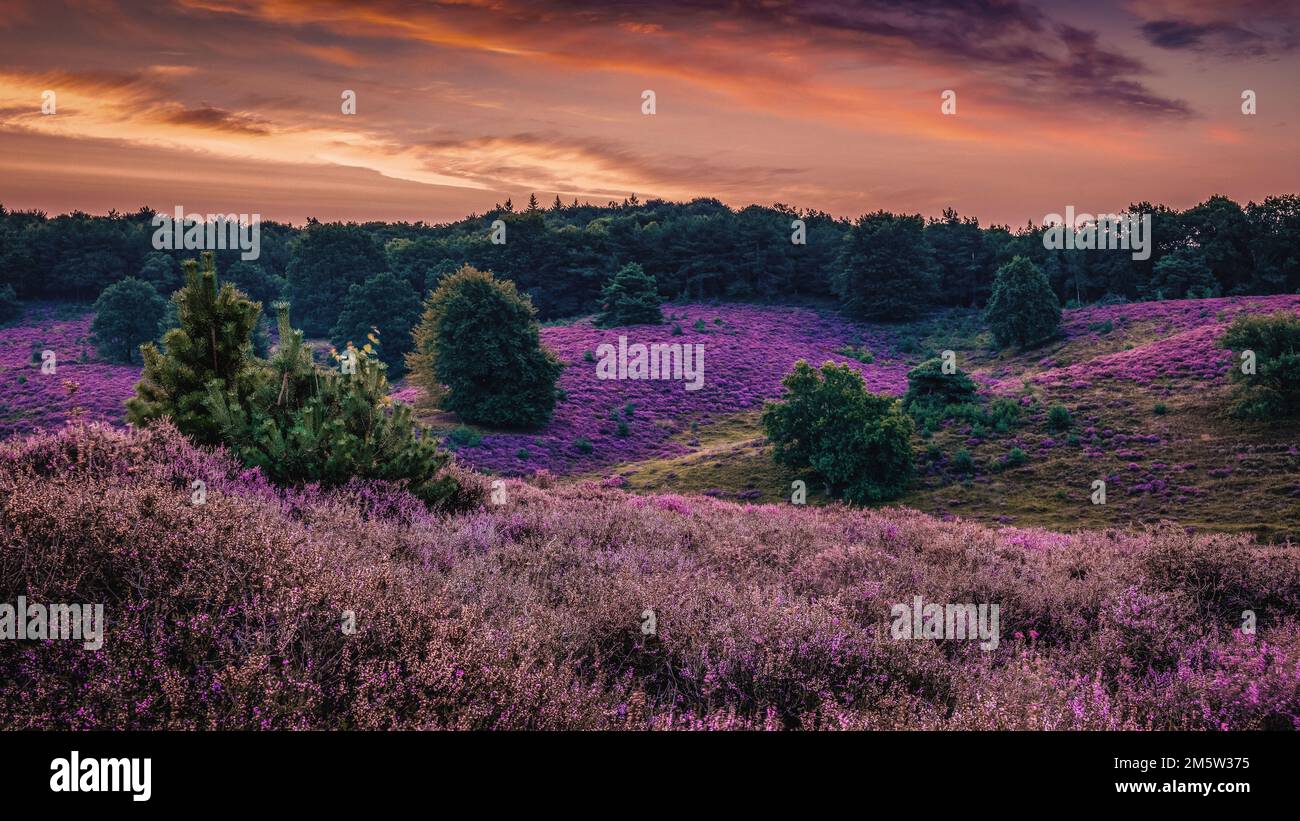 Posbank national park Veluwezoom, blooming Heather fields during ...