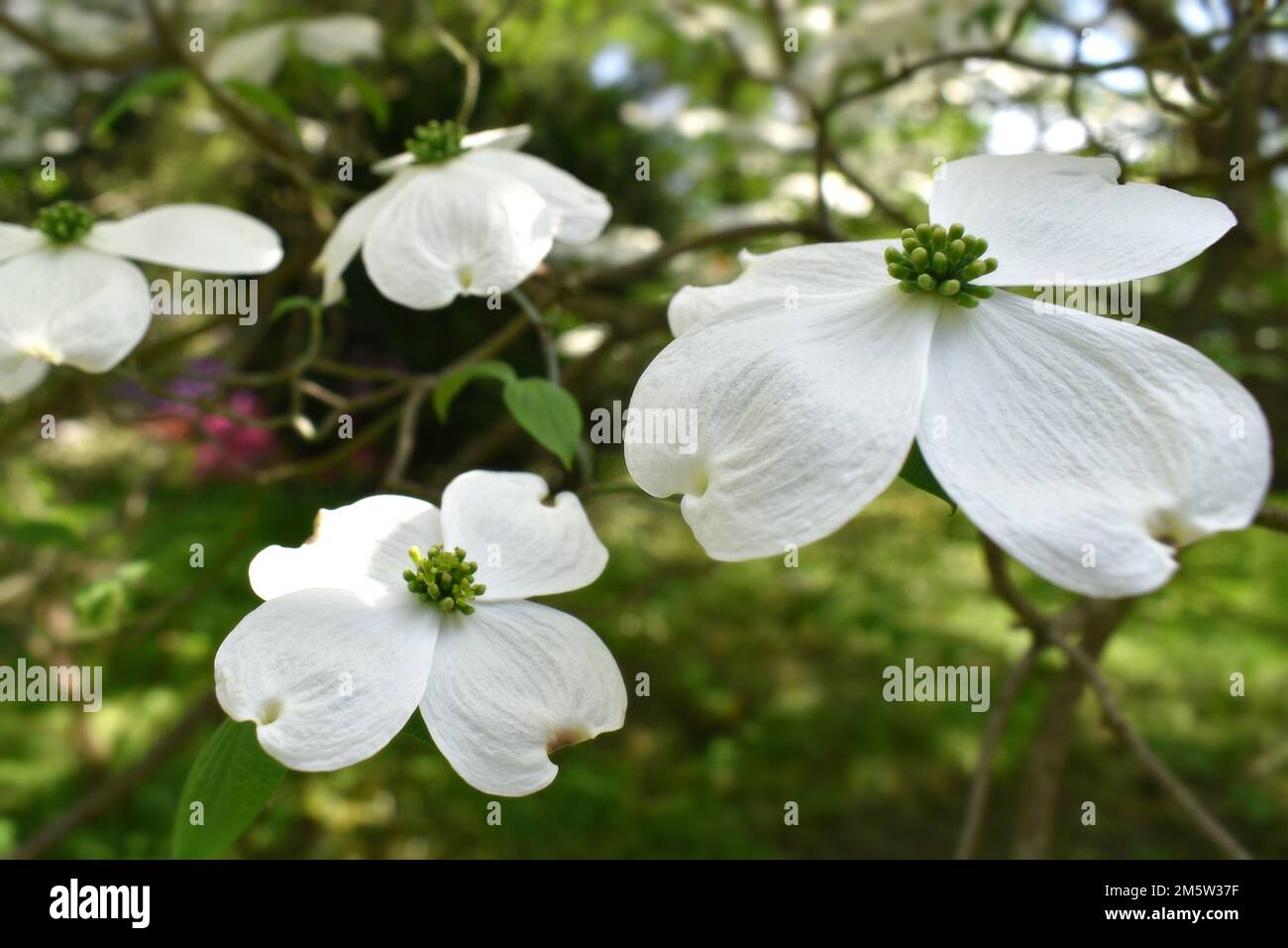 Flowering dogwood, Cornus Florida, white flowers on a branch, simple ...