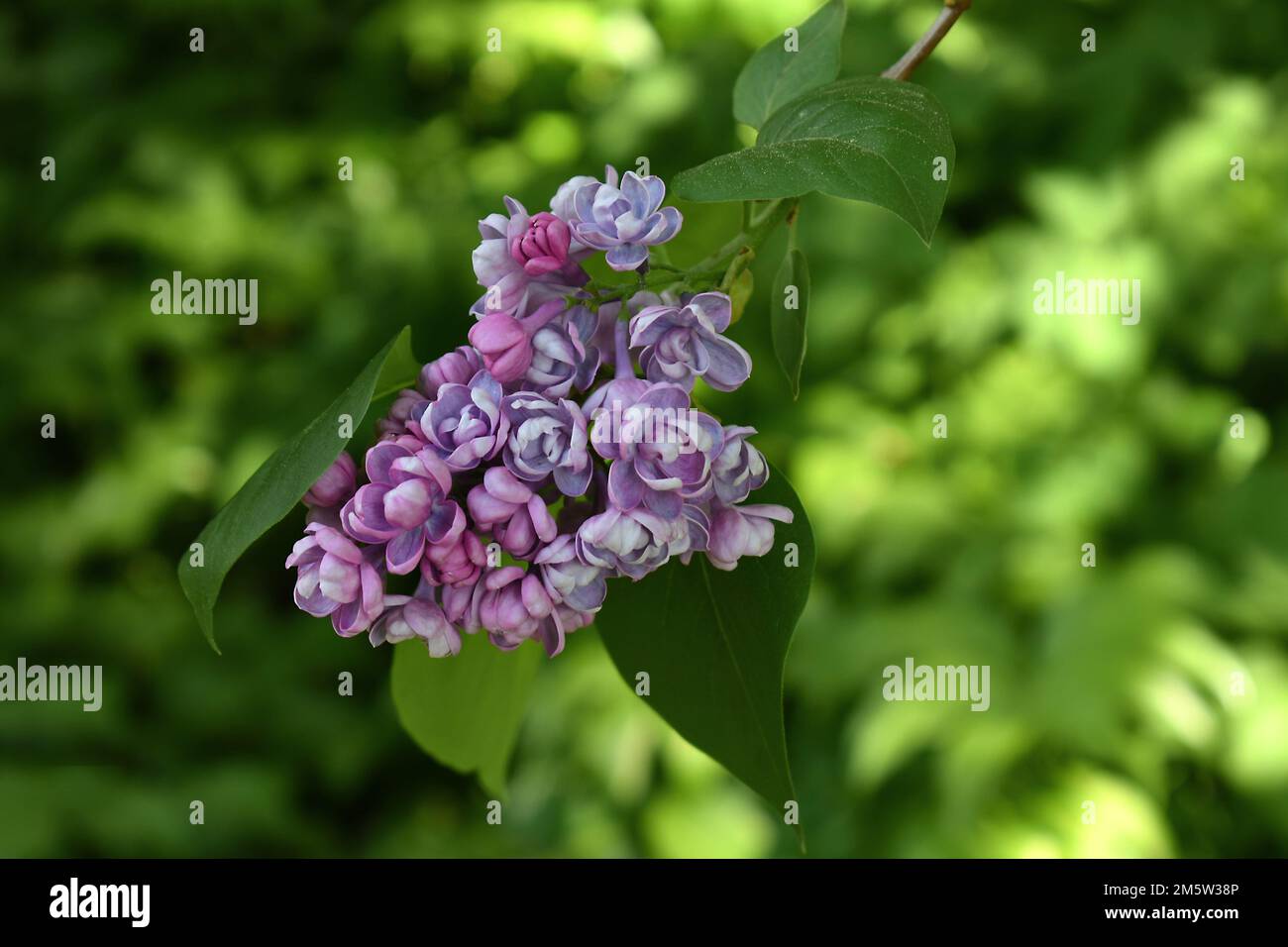 Lilac, Syringa vulgaris, beautiful purple flowers, slowly developing on ...