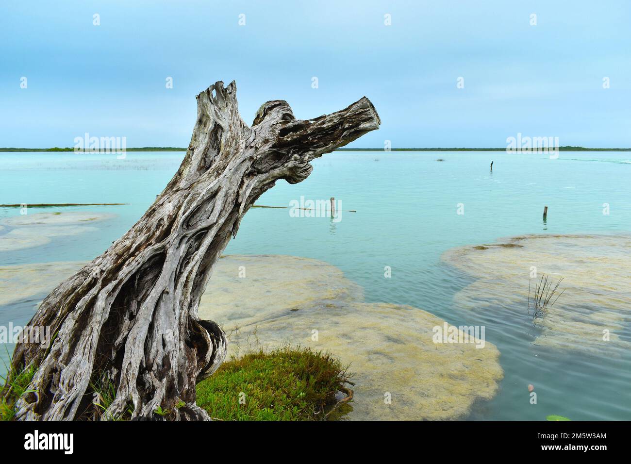 Bacalar lagoon in Mexico on the Yucatan Peninsula, the color of the ...