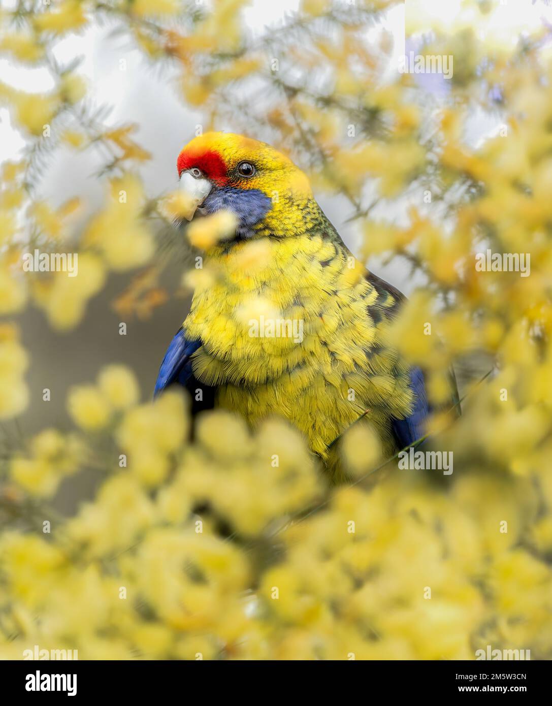 A vertical shot of a beautiful Tasmanian rosella bird perched during ...