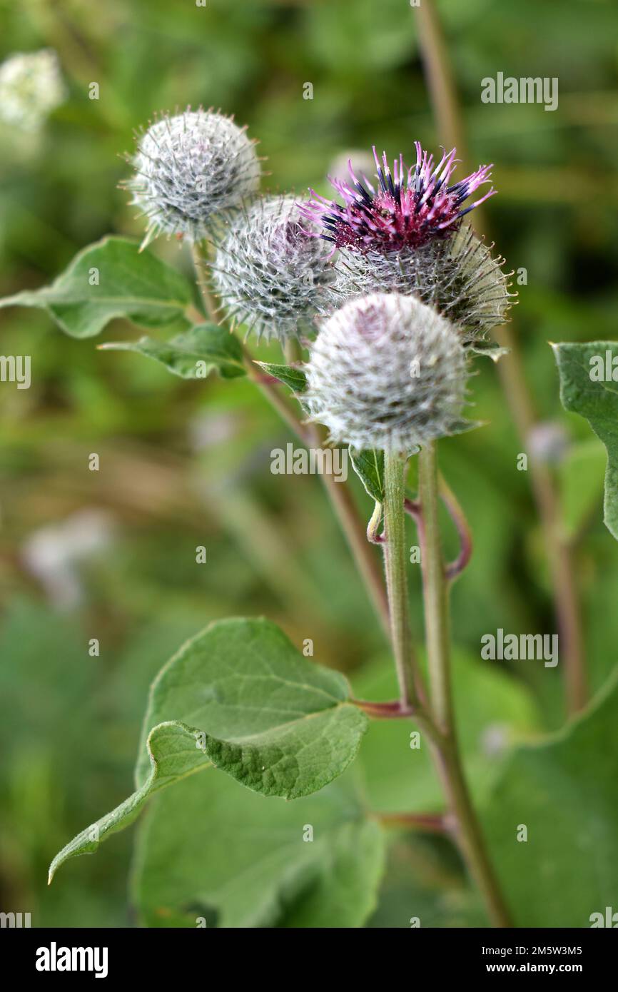Flowering Great Burdock (Arctium lappa) with buds and large leaves on a ...