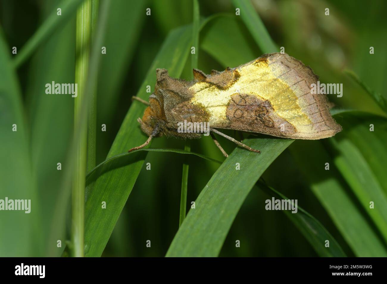 Detailed closeup on the colorful burnished brass owlet moth, Diachrysia ...