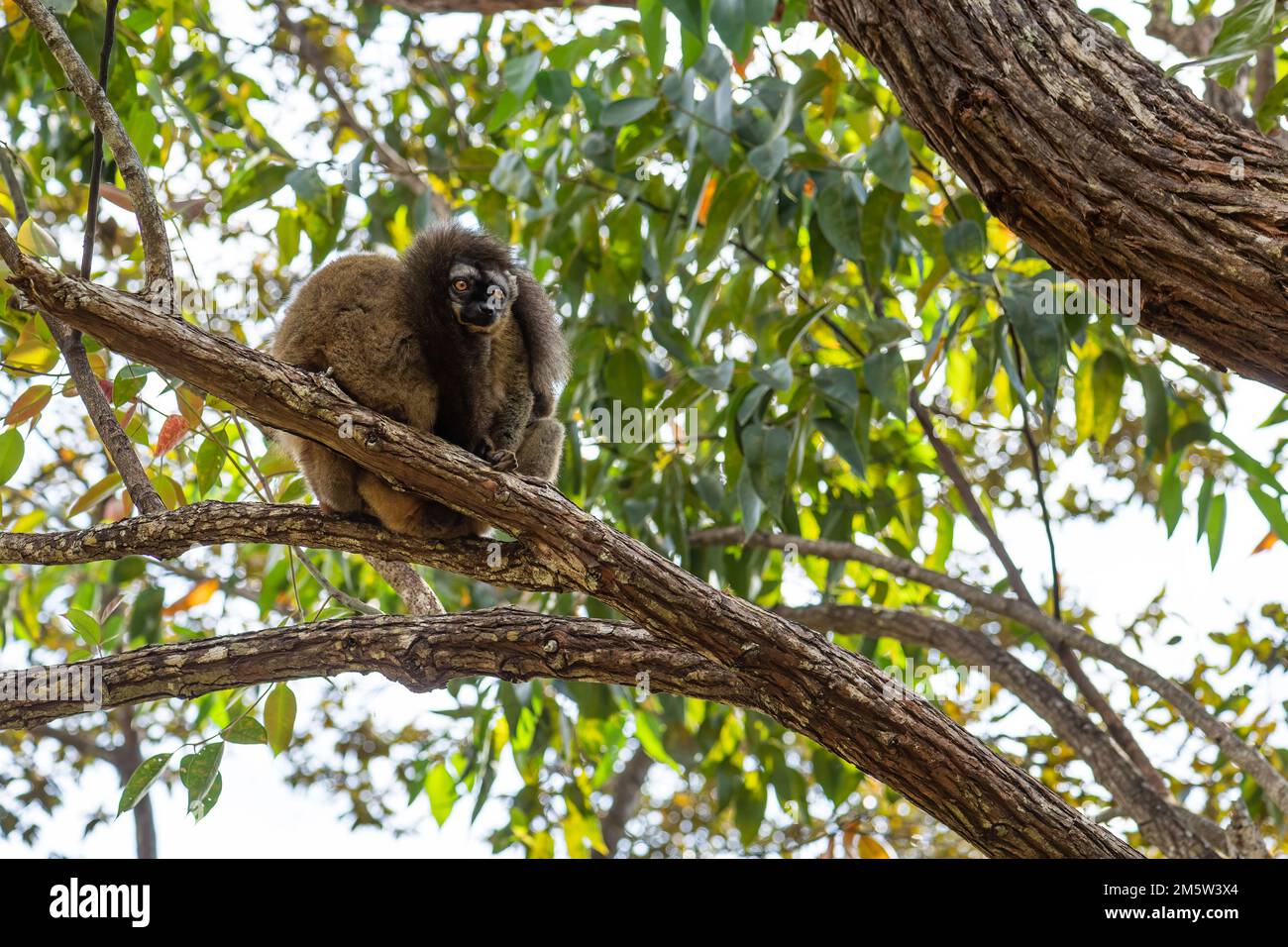 Red Lemur - Eulemur rufus, Tsingy de Behamara, Madagascar, Cute primate ...
