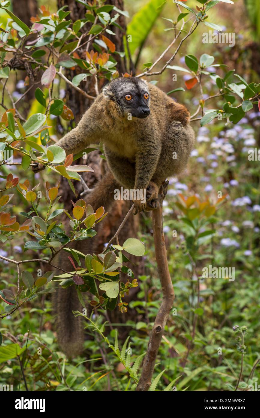 Red Lemur - Eulemur rufus, Tsingy de Behamara, Madagascar, Cute primate ...