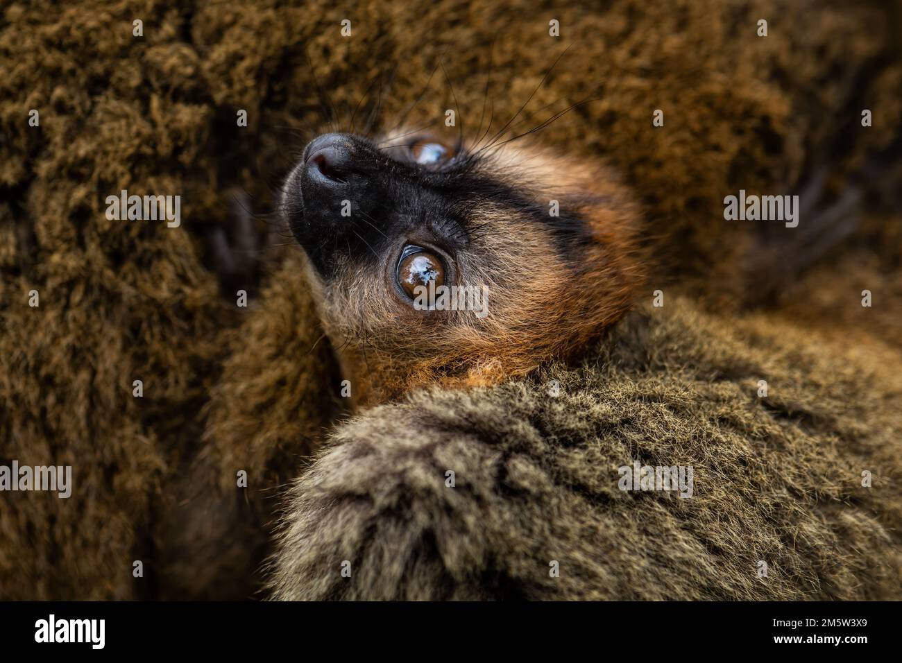 Red Lemur - Eulemur rufus, Tsingy de Behamara, Madagascar, Cute primate ...