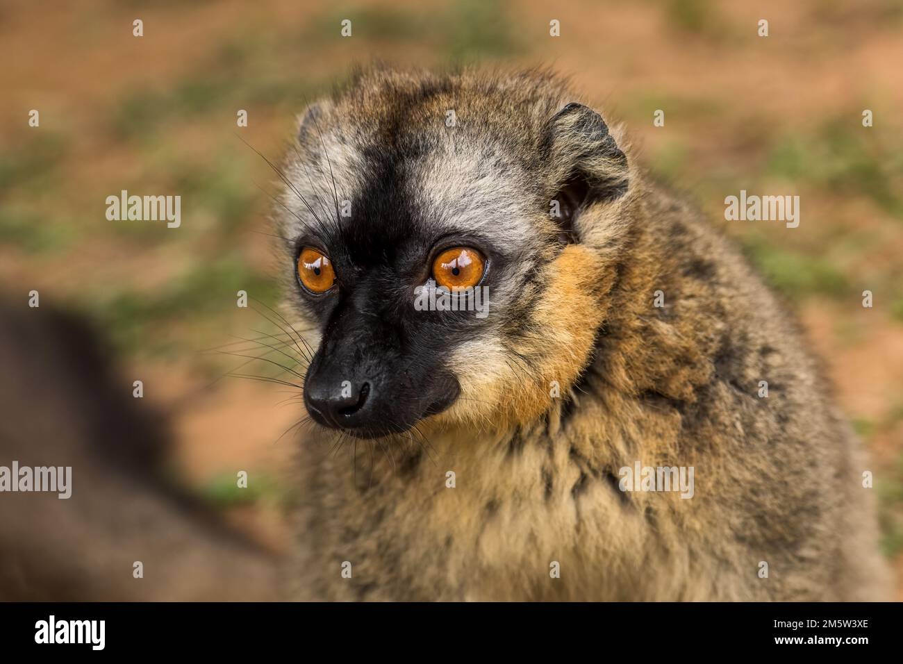 Red Lemur - Eulemur rufus, Tsingy de Behamara, Madagascar, Cute primate ...