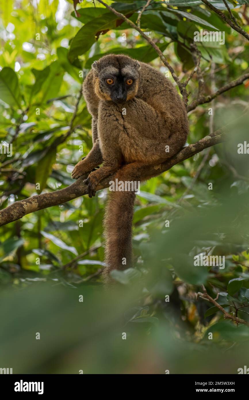 Red Lemur - Eulemur rufus, Tsingy de Behamara, Madagascar, Cute primate ...