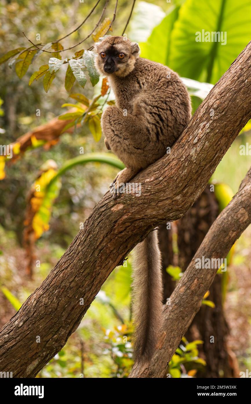 Red Lemur - Eulemur rufus, Tsingy de Behamara, Madagascar, Cute primate ...