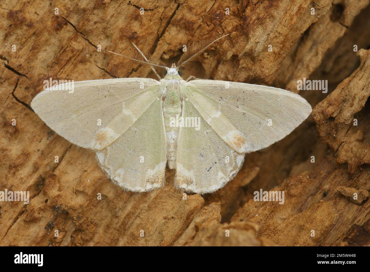 Detailed closeup of the nice green colored blotched emerald geometer ...